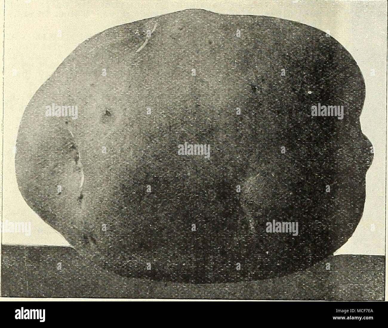 Irish cobbler potato hi-res stock photography and images - Alamy