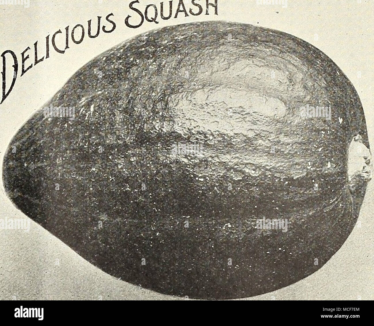 Creamy marrows hi-res stock photography and images - Alamy