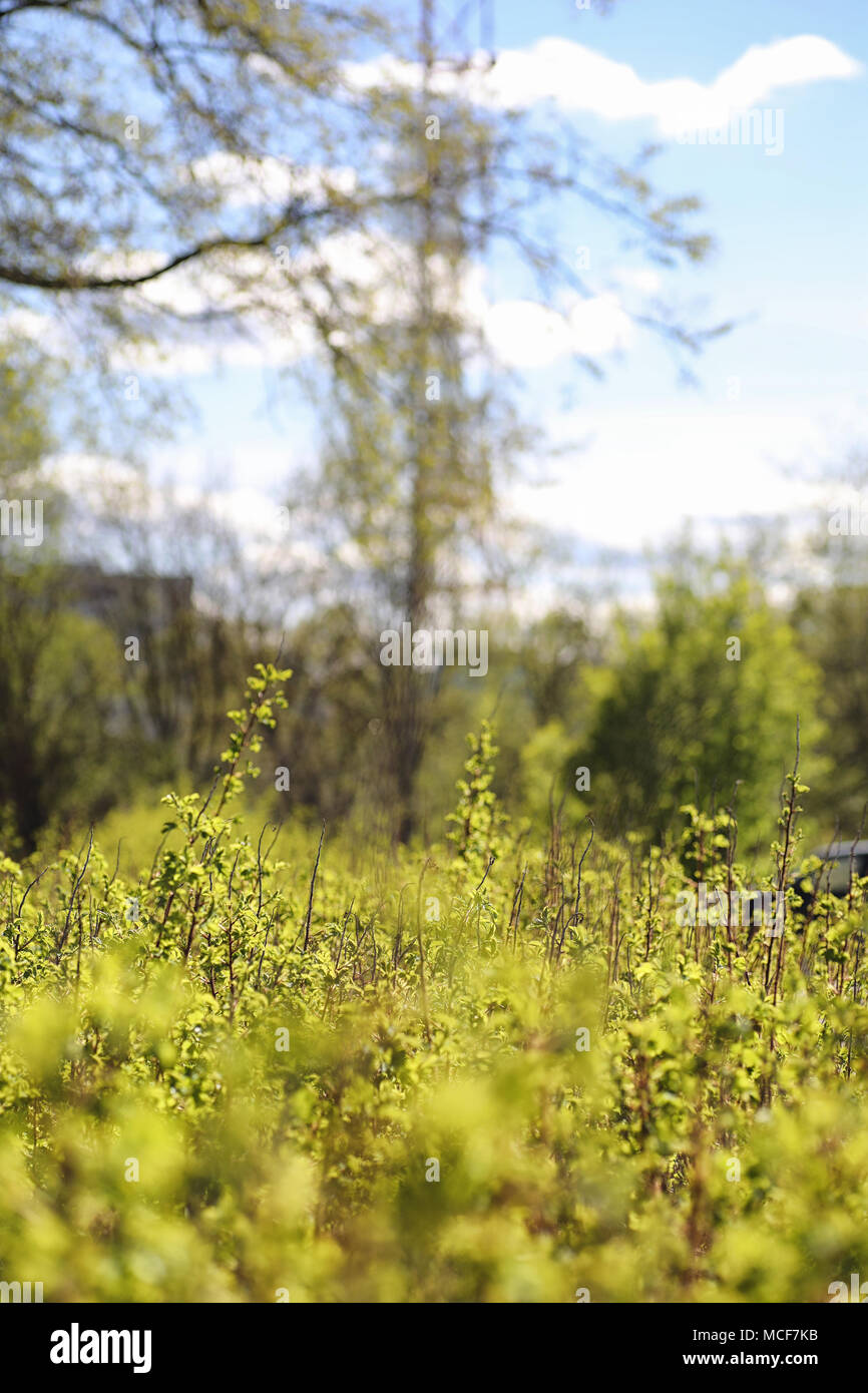 Spring nature. Leaves and bushes with the first green leaves in Stock ...
