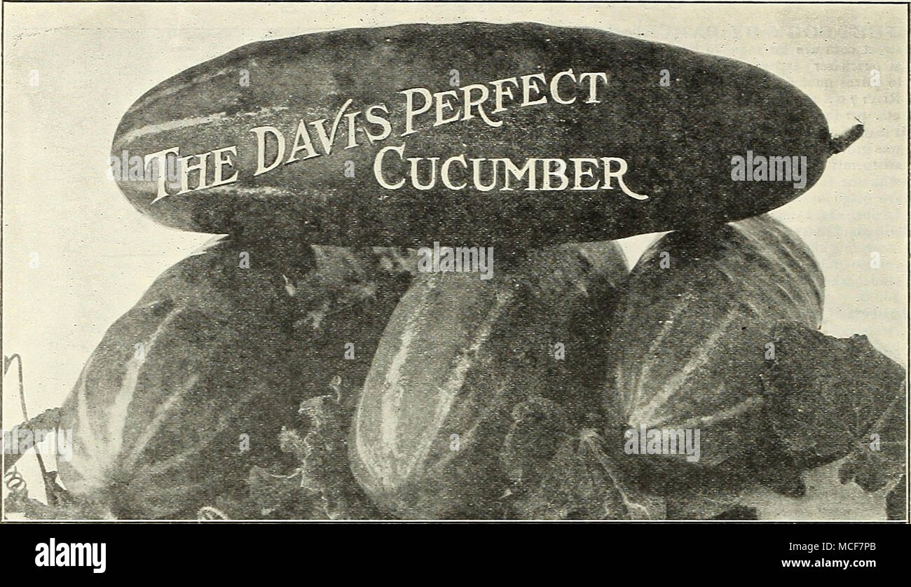 . CUCUMBER The Davis Perfect. {See cut.') For a number of years this ...