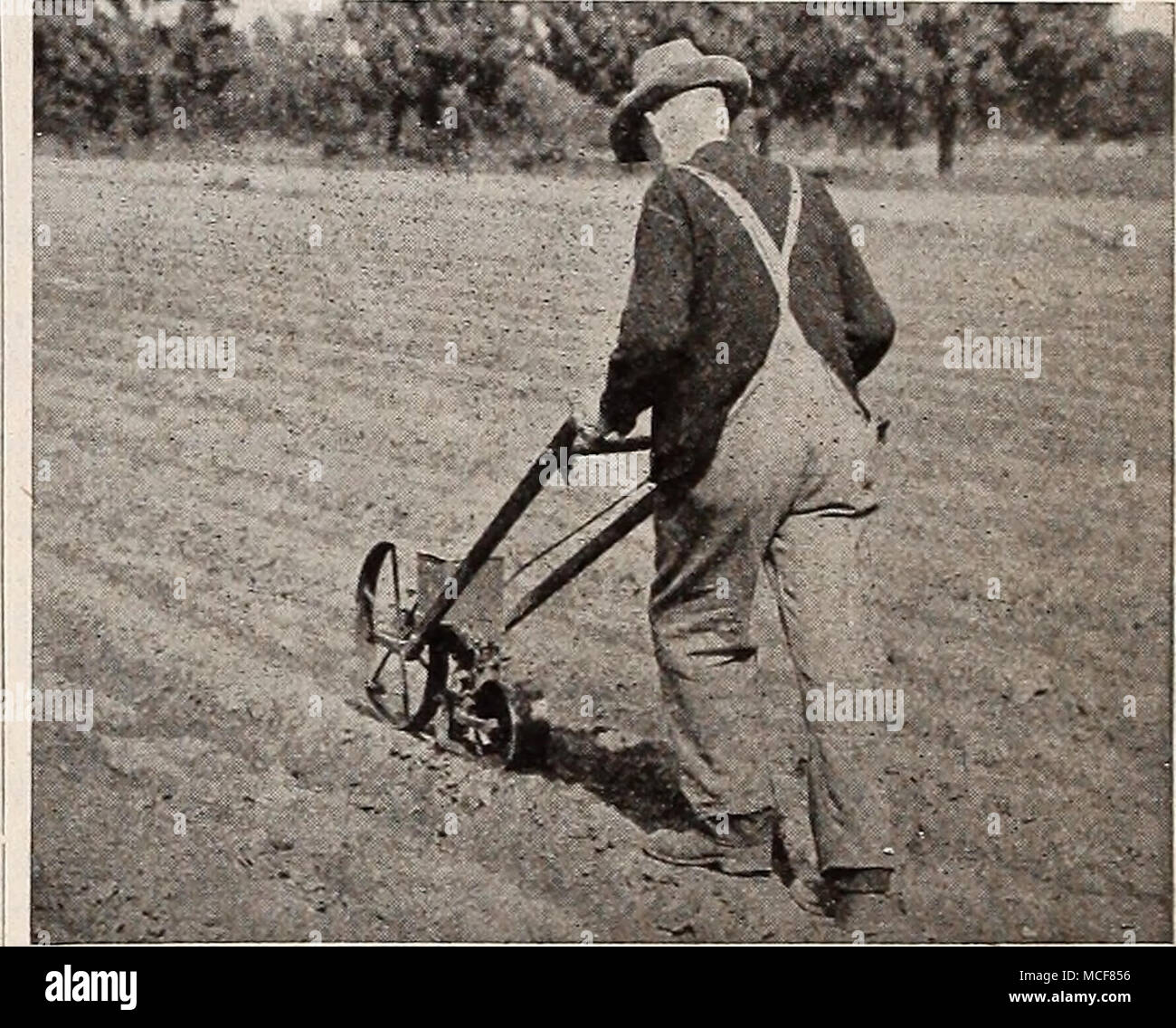 . Planet Jr. No. 3 Seeder at work In the Market Garden Planet Jr. No ...