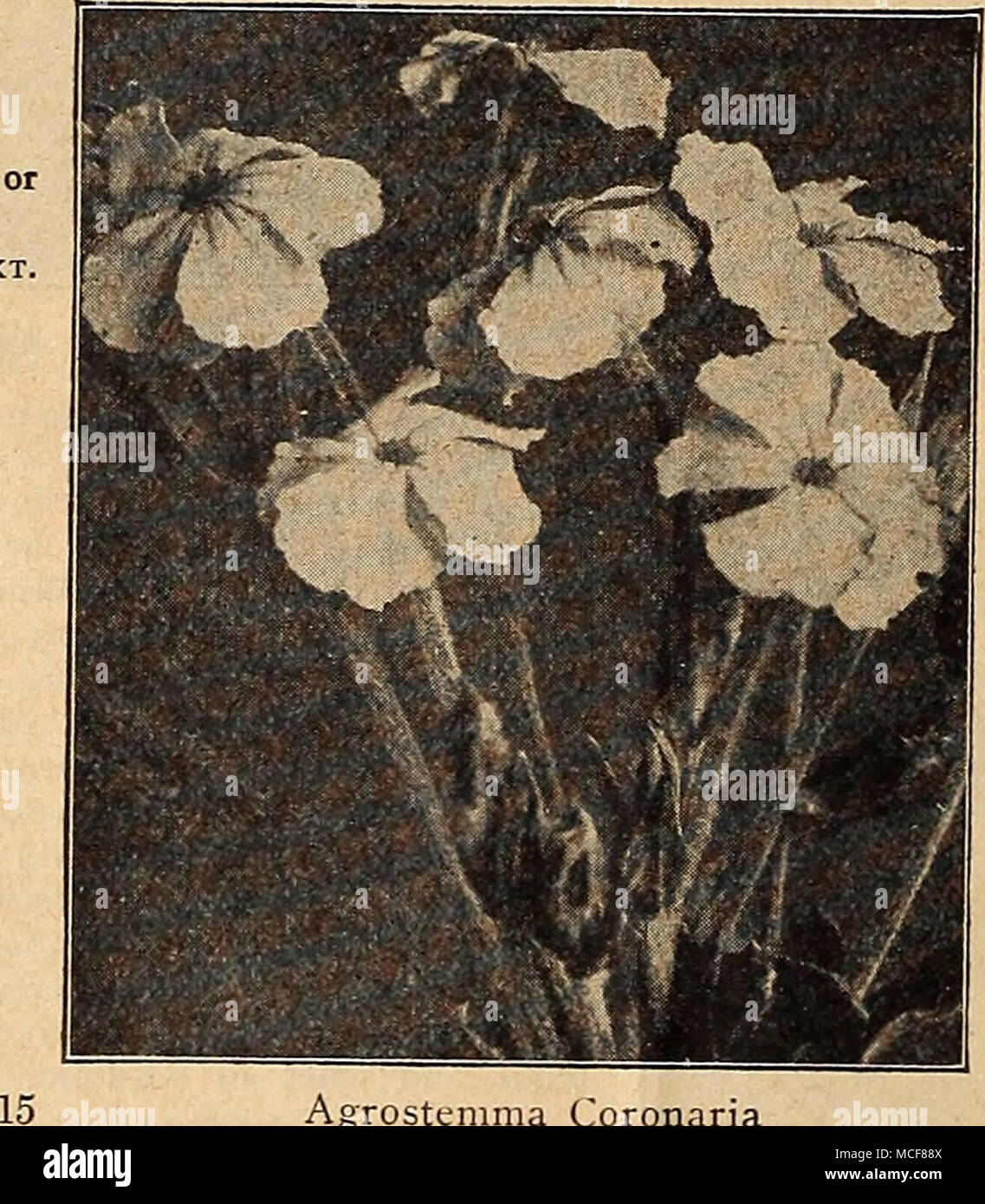 Climbing fumitory hi-res stock photography and images - Alamy