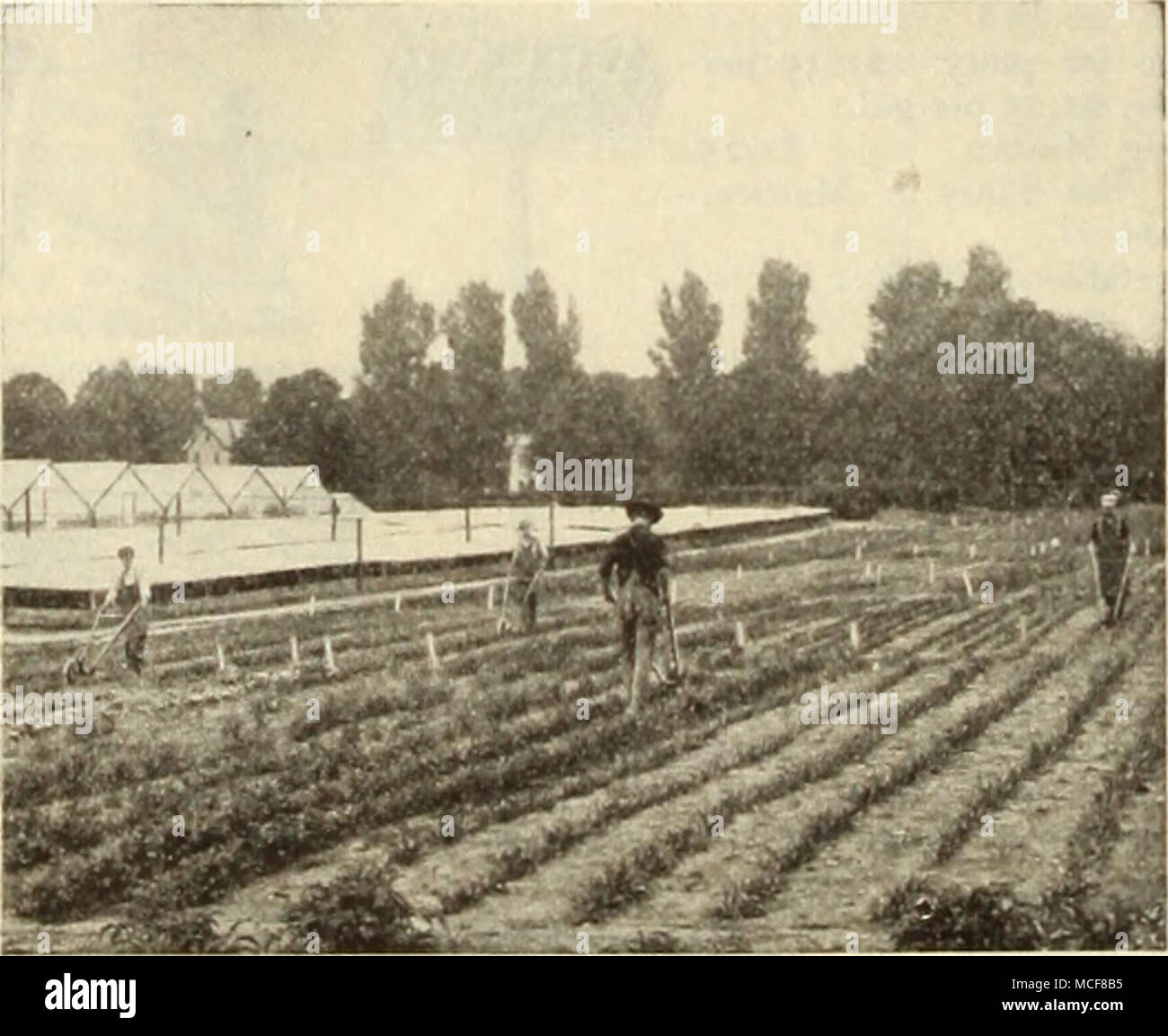 . Planet Jr. No. 3 Seeders at work in the Market Oarden Planet Jr. No ...