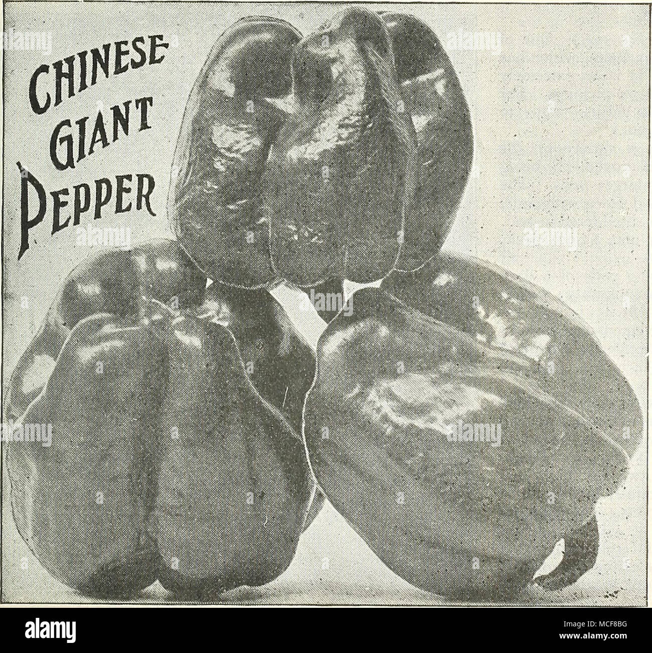 . Giant Crimson Pepper. This Pepper is of upright growth, very vigorous ...