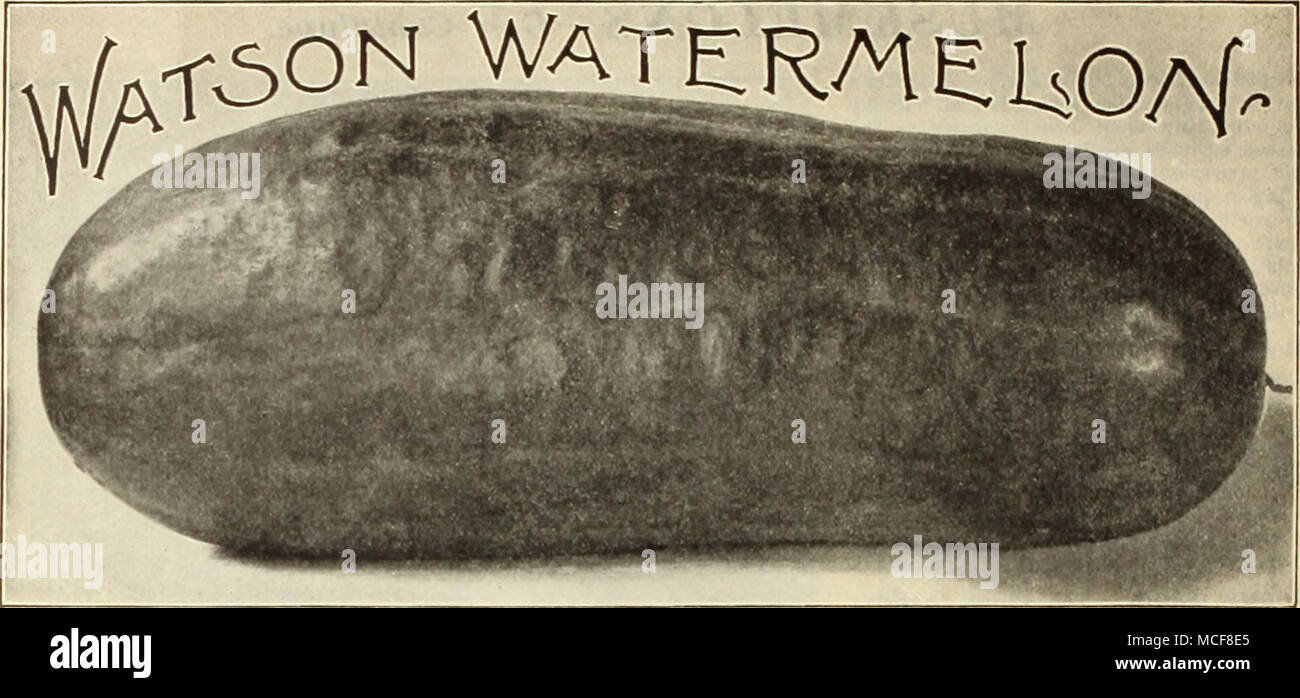 New variety of melon hi-res stock photography and images - Alamy