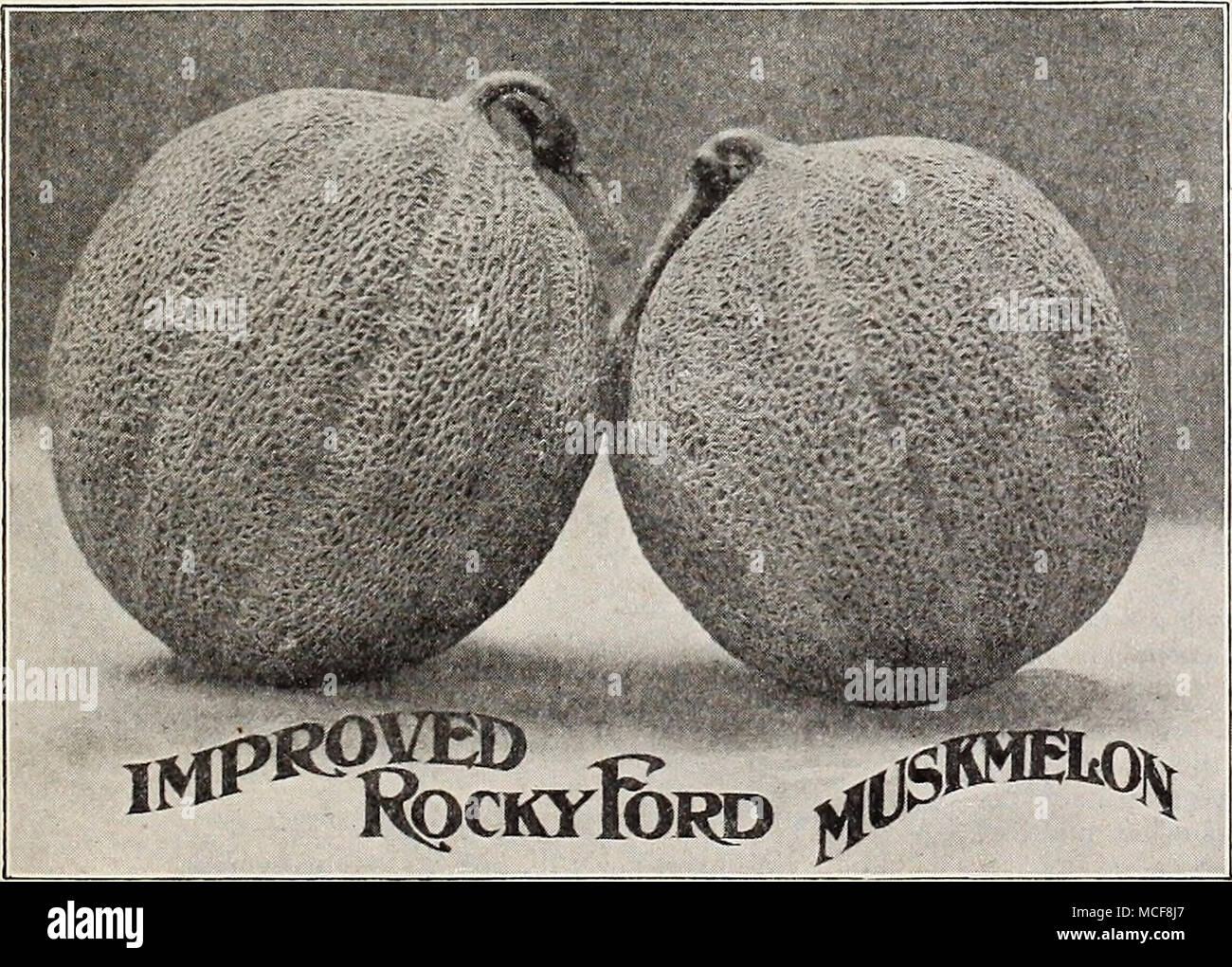 Montreal market largest nutmeg varieties hi-res stock photography and ...