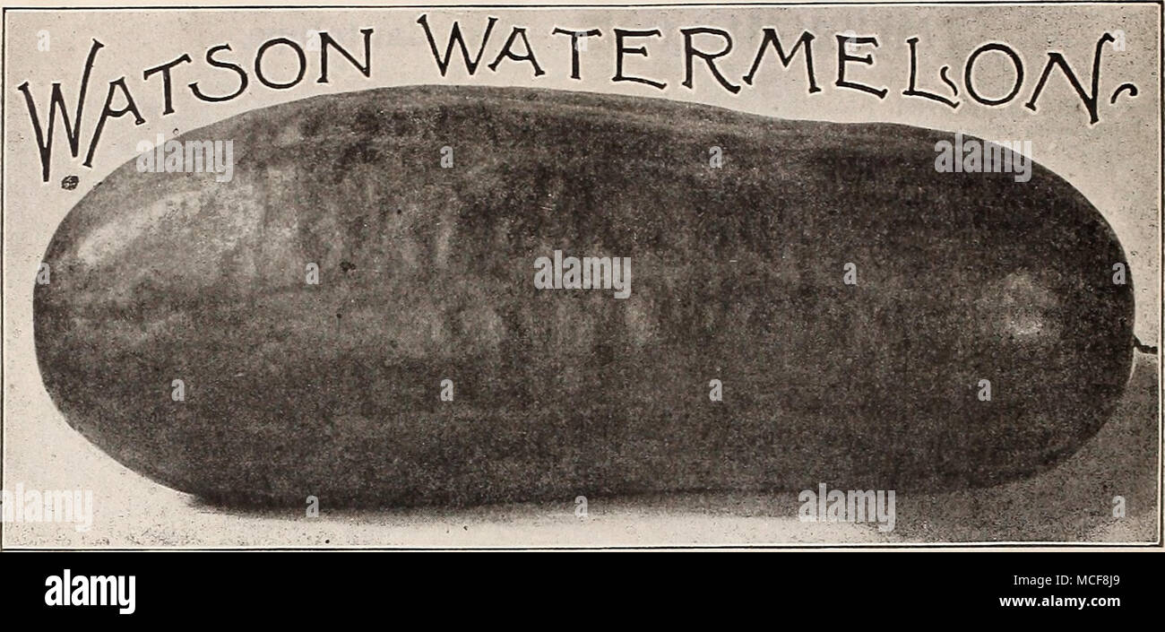 . WATERMELONS-Ger. Wassermelone. Harris* Elarliest. An extra early ...
