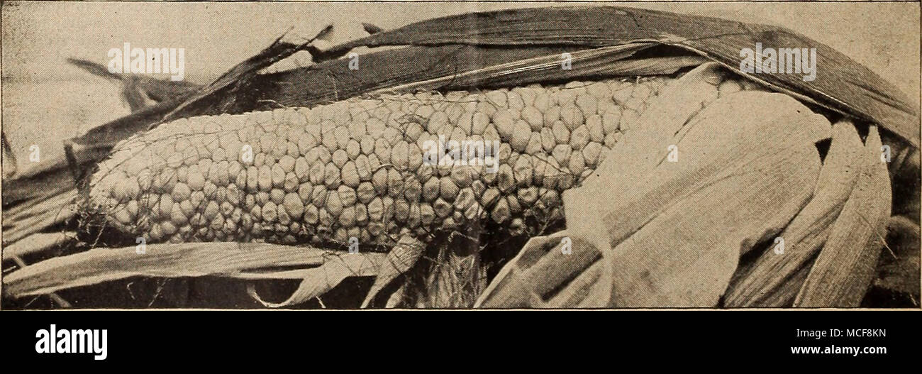 Country gentleman sweet corn hi-res stock photography and images - Alamy