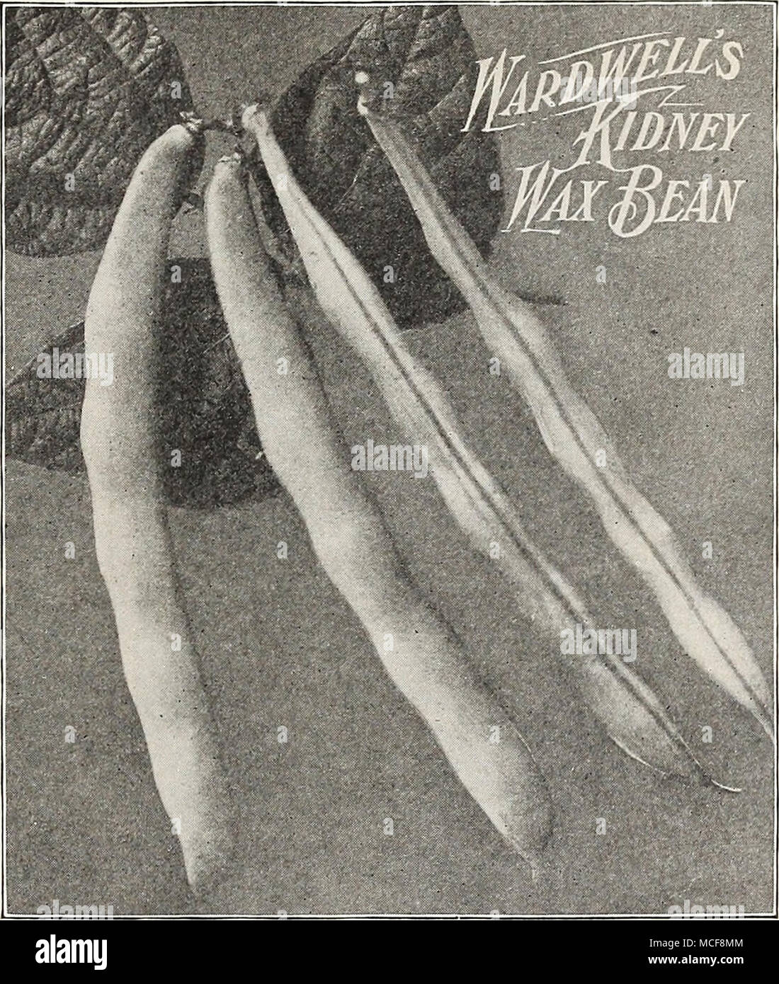 Lima beans season hi-res stock photography and images - Alamy