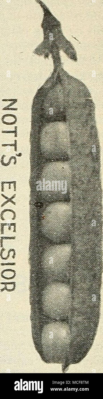 . Dreer's Selected Garden PeasâGer. Erbsen, BARLY VARIETIES Gradus, or ...