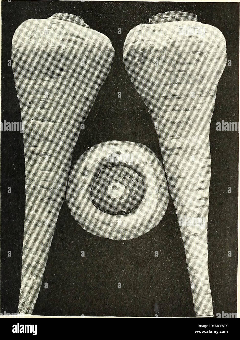 . LARGli SUGAR UR HOLLOW CROWN PARSNIP > Stock Photo - Alamy