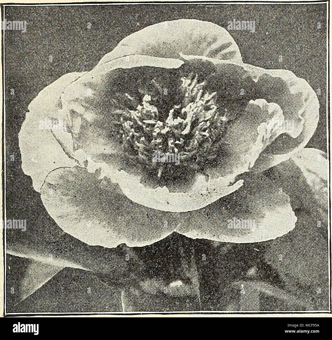 . Single Japanese P;eony. P^EONIA TENIJIFOEIA. Interesting and handsome ...