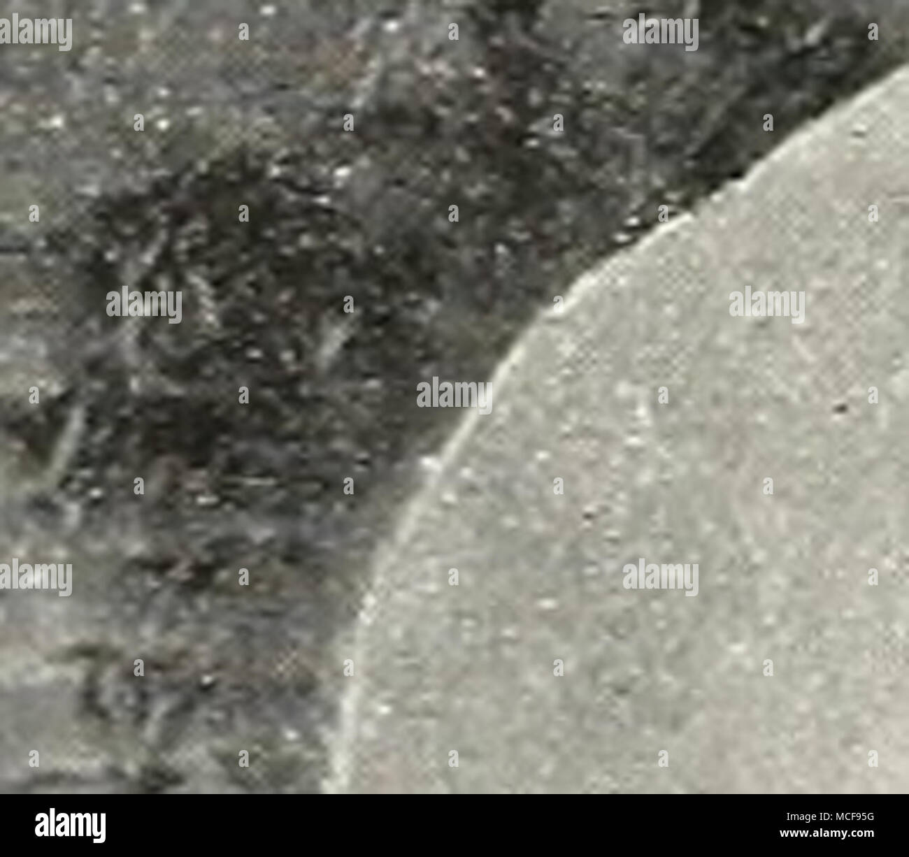 edmand's blood turnip beet Stock Photo - Alamy