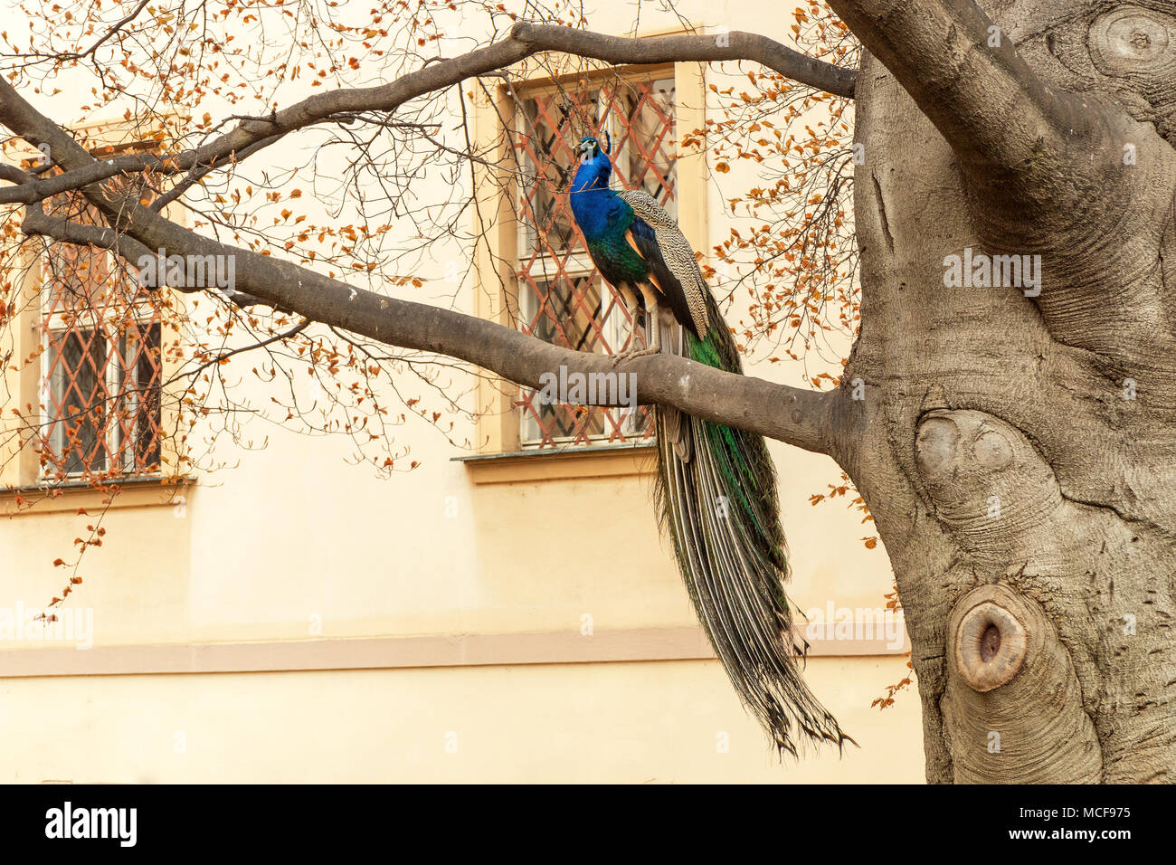 Beautiful colorful peacock sitting and posing on the massive branch of ...