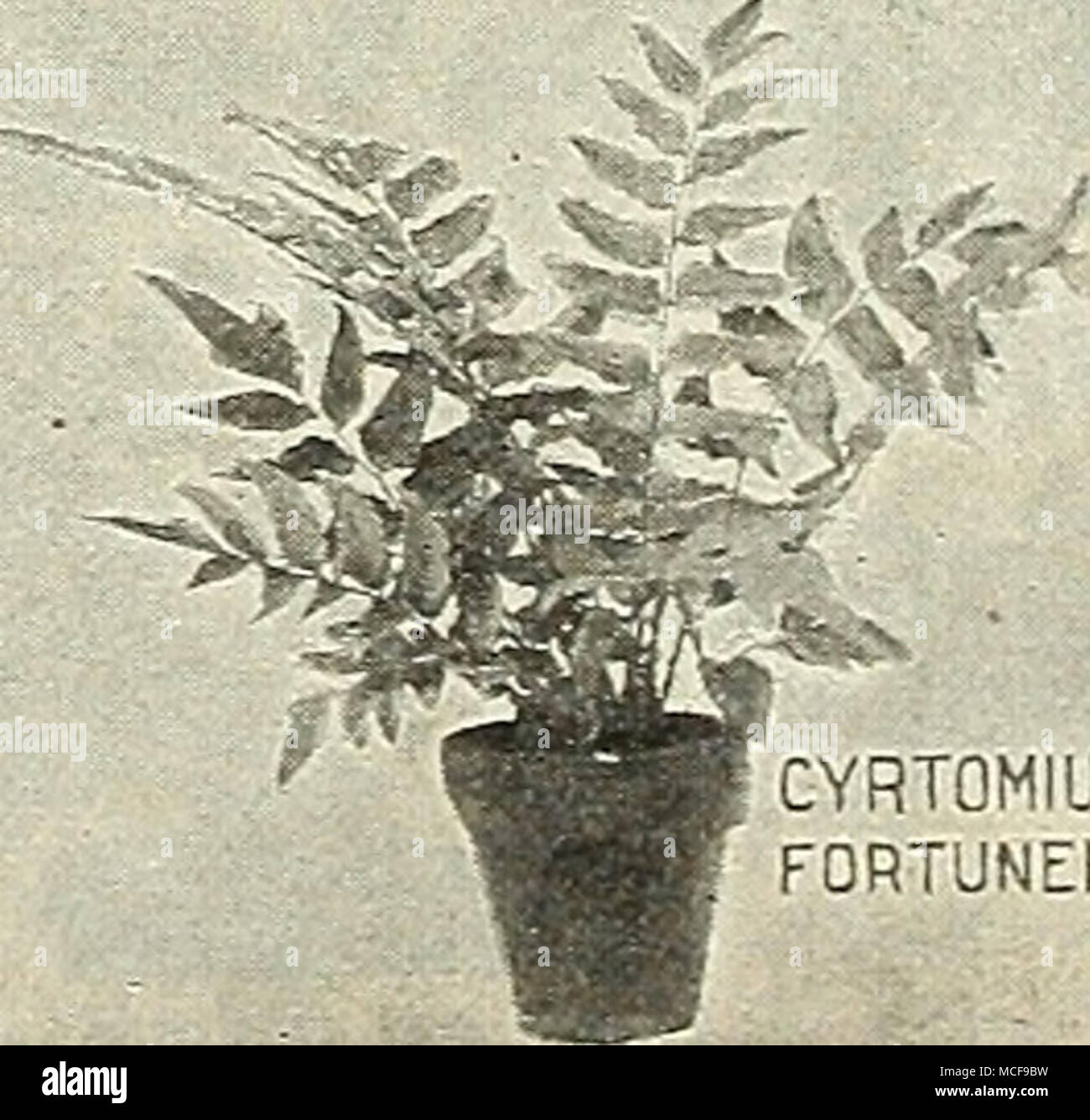 . CYRTOMIUM | FORTUNEI i Stock Photo - Alamy