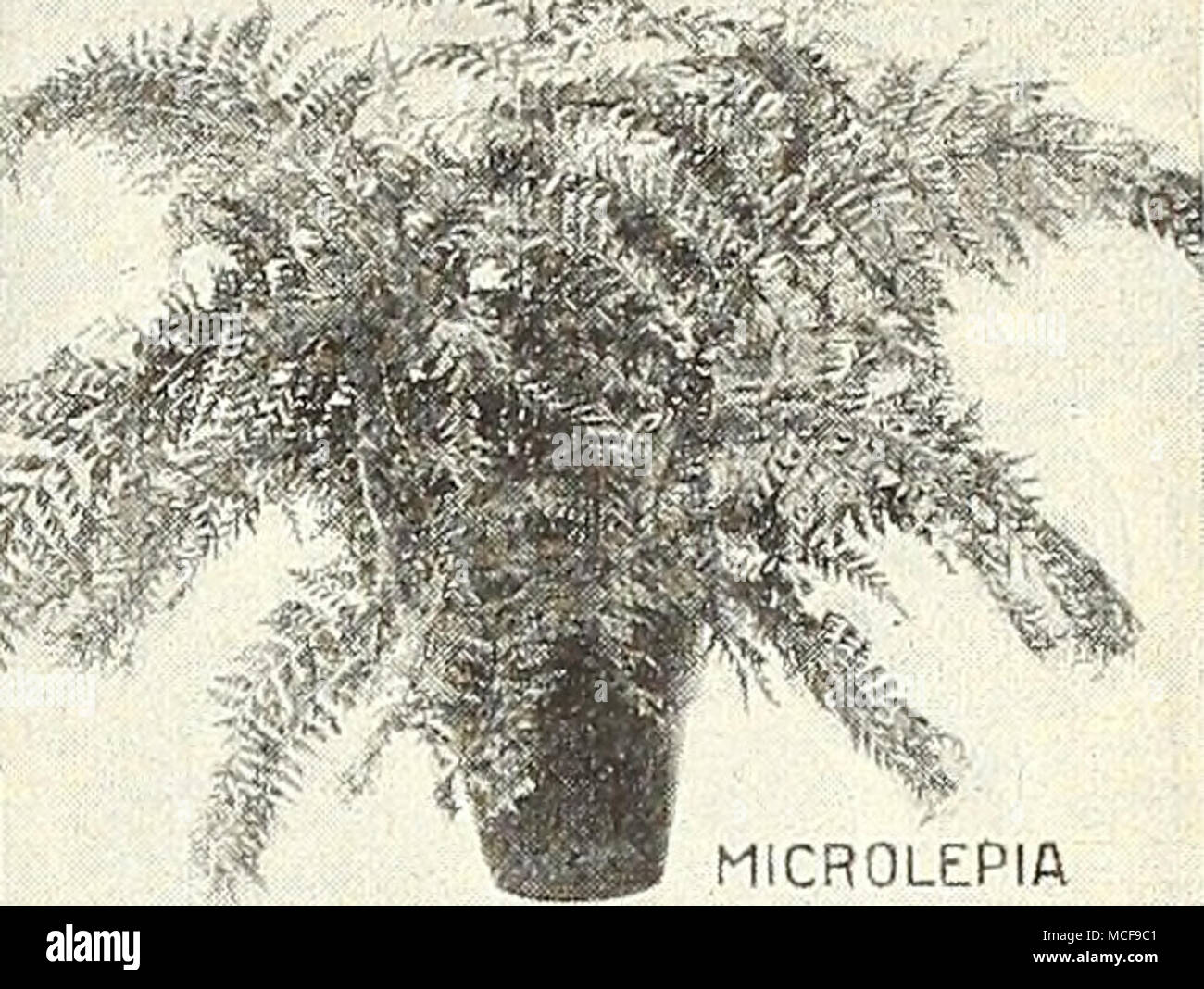 Microlepia hi-res stock photography and images - Alamy