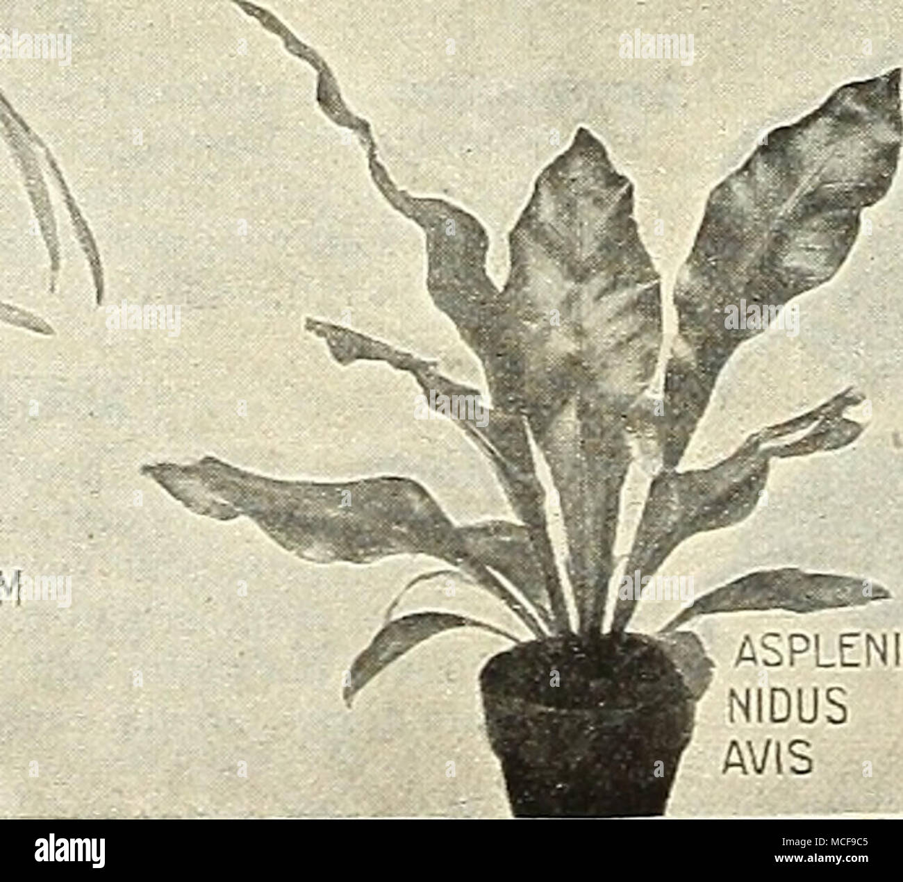 . ASPLENIUM NIDUS AVIS Stock Photo - Alamy