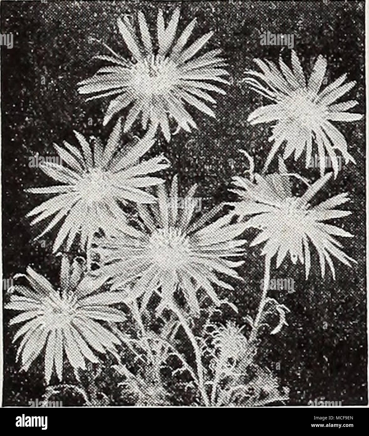 . Tahoka Daisy 4261 Tahoka Daisy ® a Machaeranthera tanacetifolia This ...