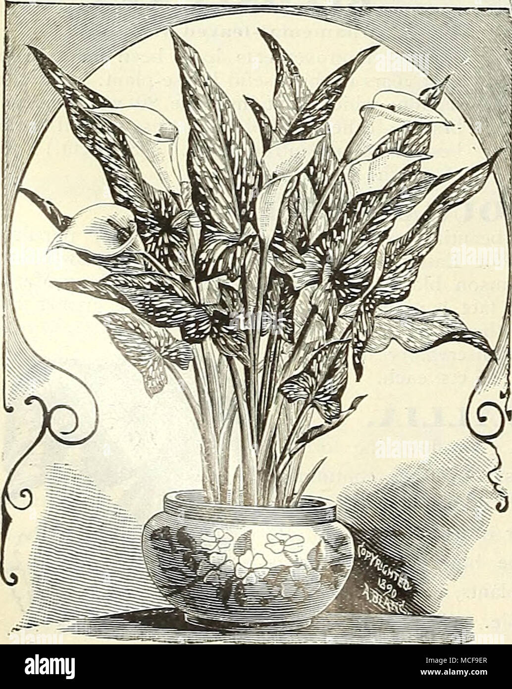 . Spotted-leap Calla. Caladium Esculentum. New Fancy-leaved CALADIUM ...