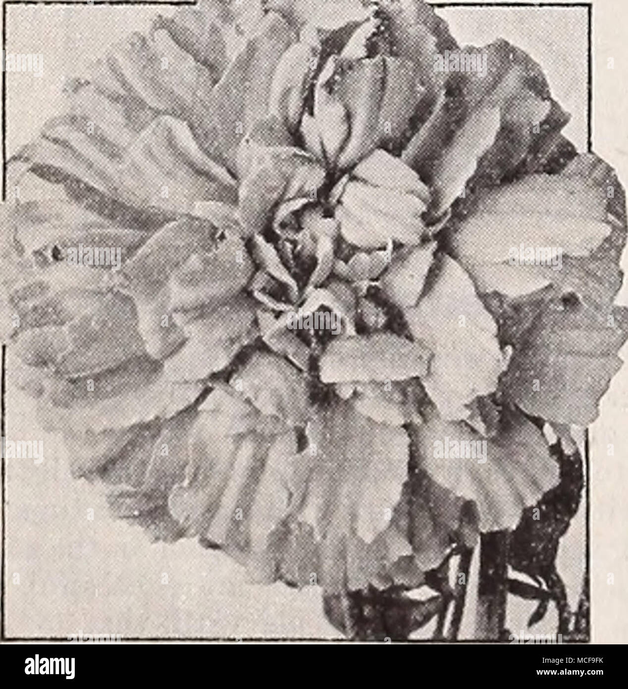 Odorless flowers hi-res stock photography and images - Alamy