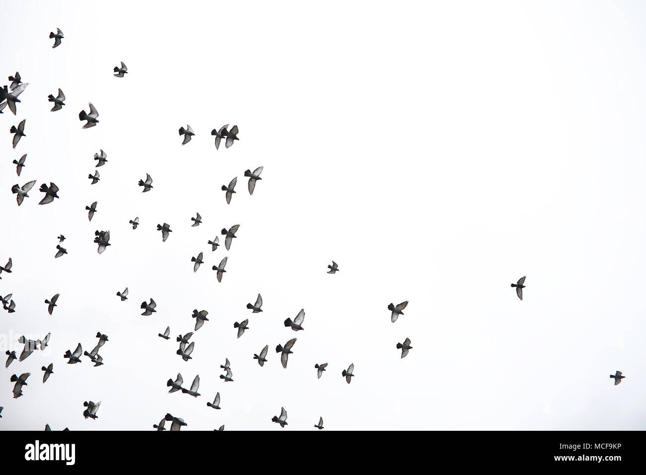 A flock of pigeons flies across the sky. Birds fly against the s Stock ...