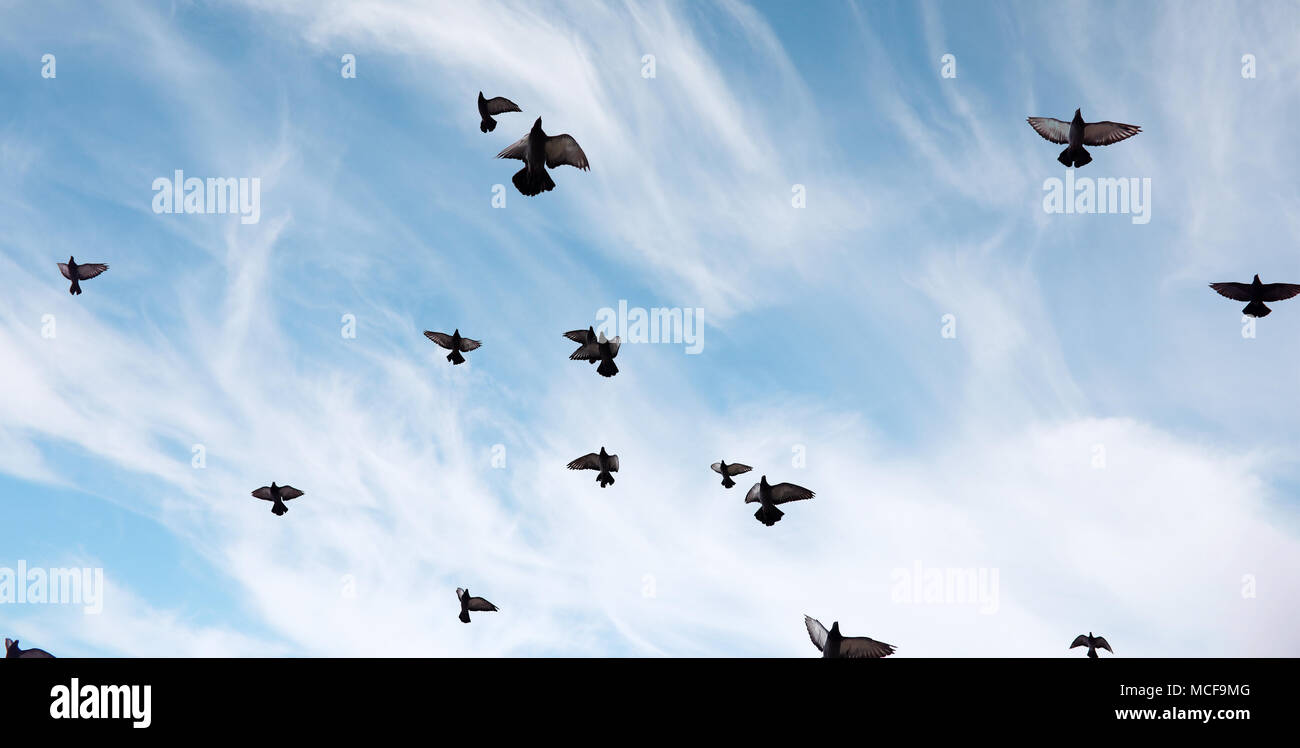 A flock of pigeons flies across the sky. Birds fly against the s Stock ...