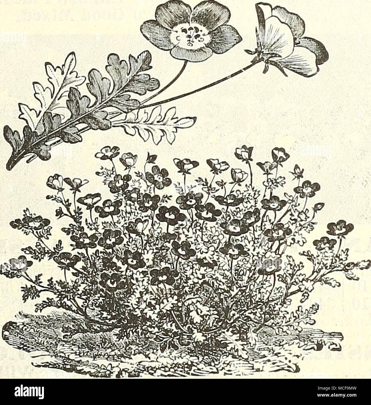 . loose heads. A most effec- tive plant either used in con- junction ...