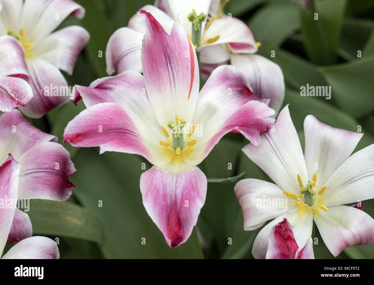 Species botanical tulips blooming in a garden Stock Photo - Alamy