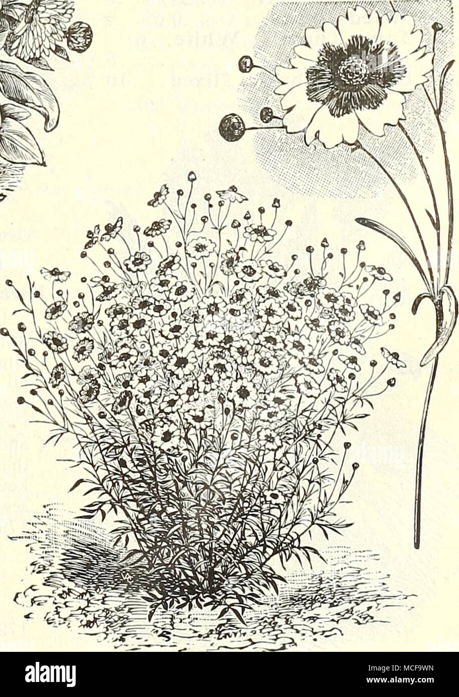 . Calliopsis Special collections of Seeds of Old-fashioned Annuals and ...