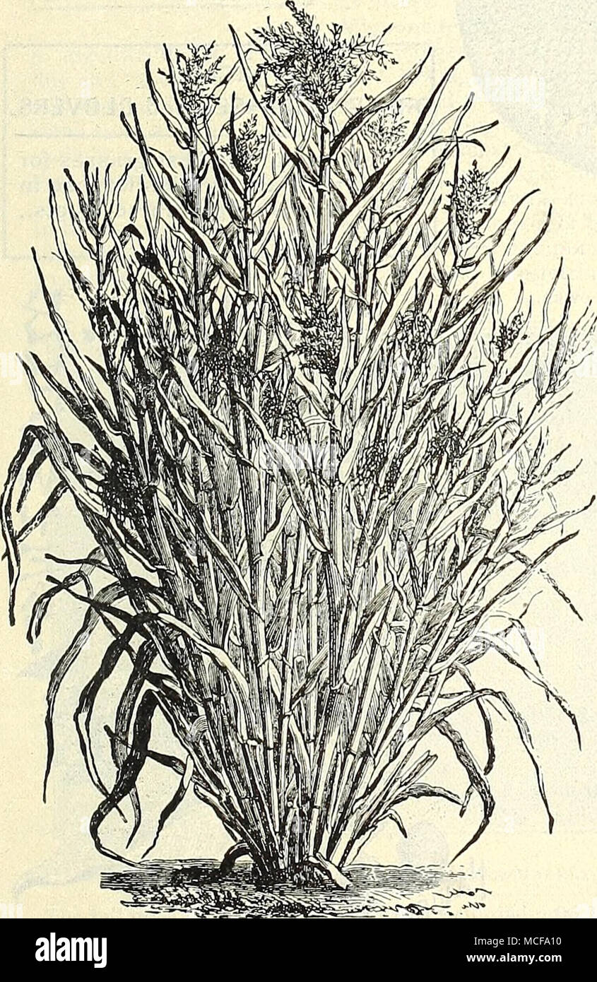 Teosinte hi-res stock photography and images - Alamy
