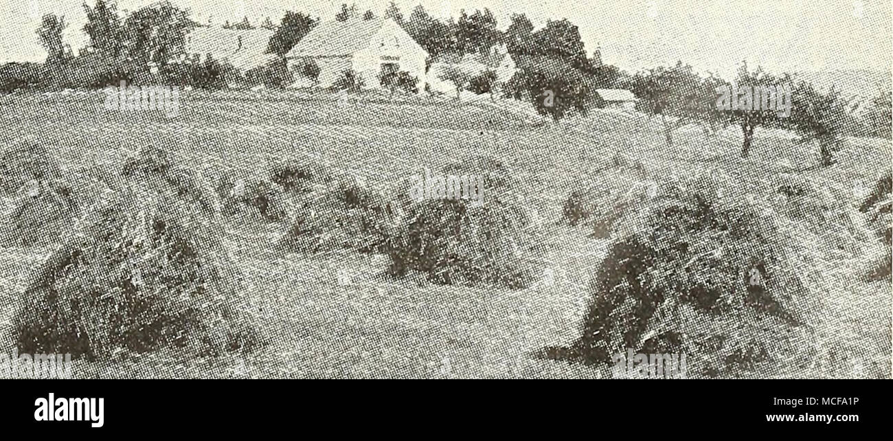 Permanent pasture hi-res stock photography and images - Alamy