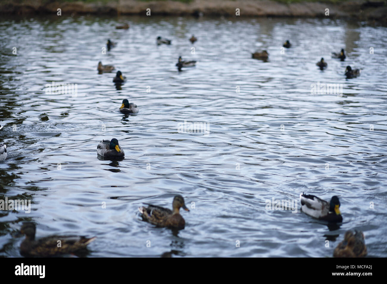 Birds on the pond. A flock of ducks and pigeons by the water. Mi Stock ...