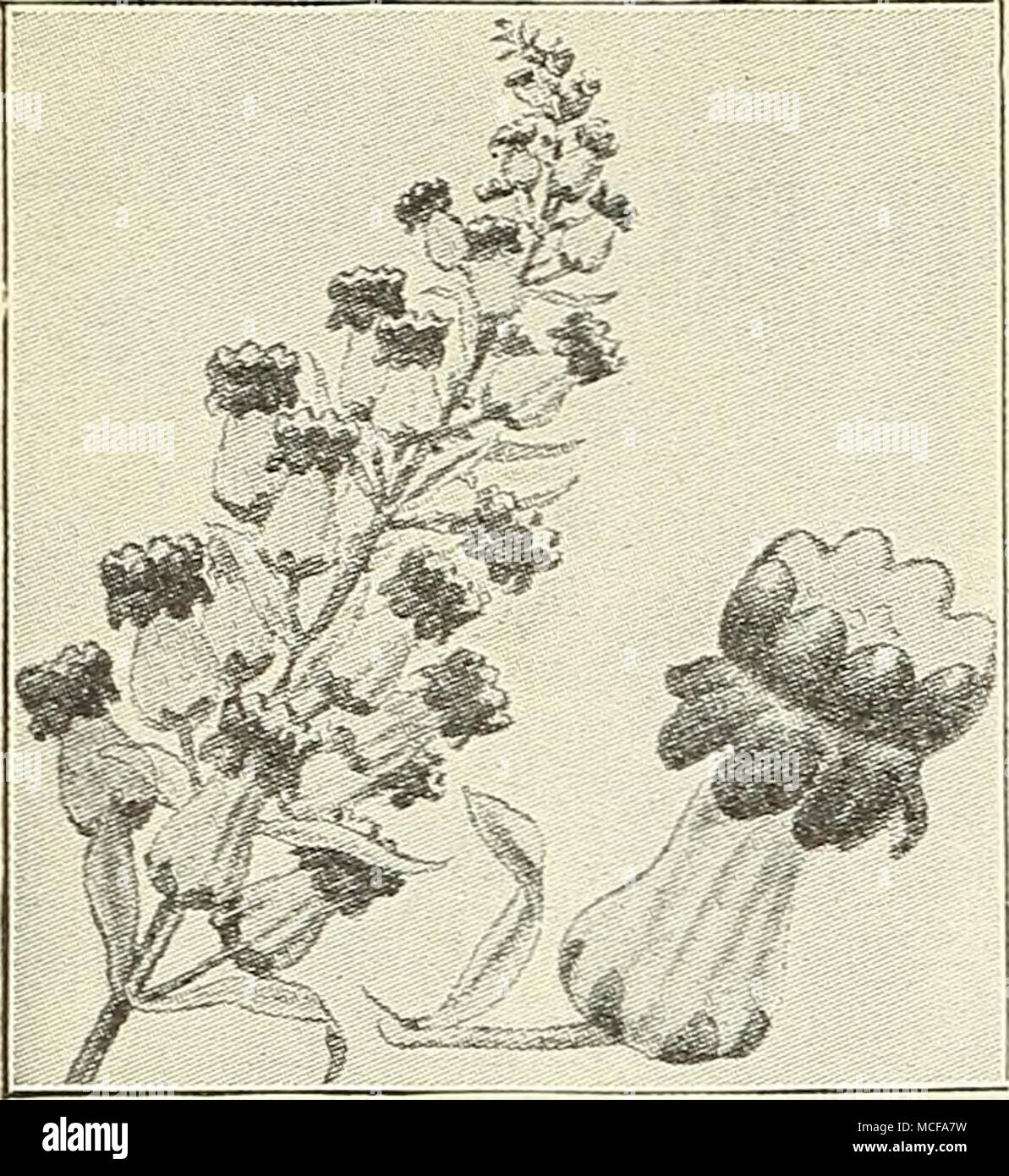 . Antirrhinum Peloria. Antirrhinum Majus "Peloria." This, the latest ...