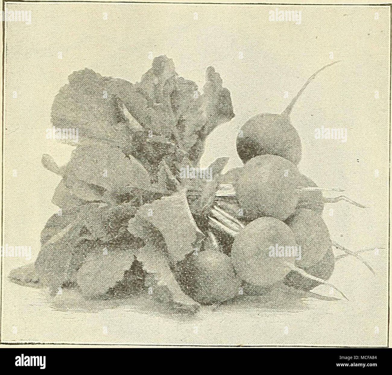 . Crimson Giant Radish. CRIMSON GIANT RADISH. This is an entire])' new ...