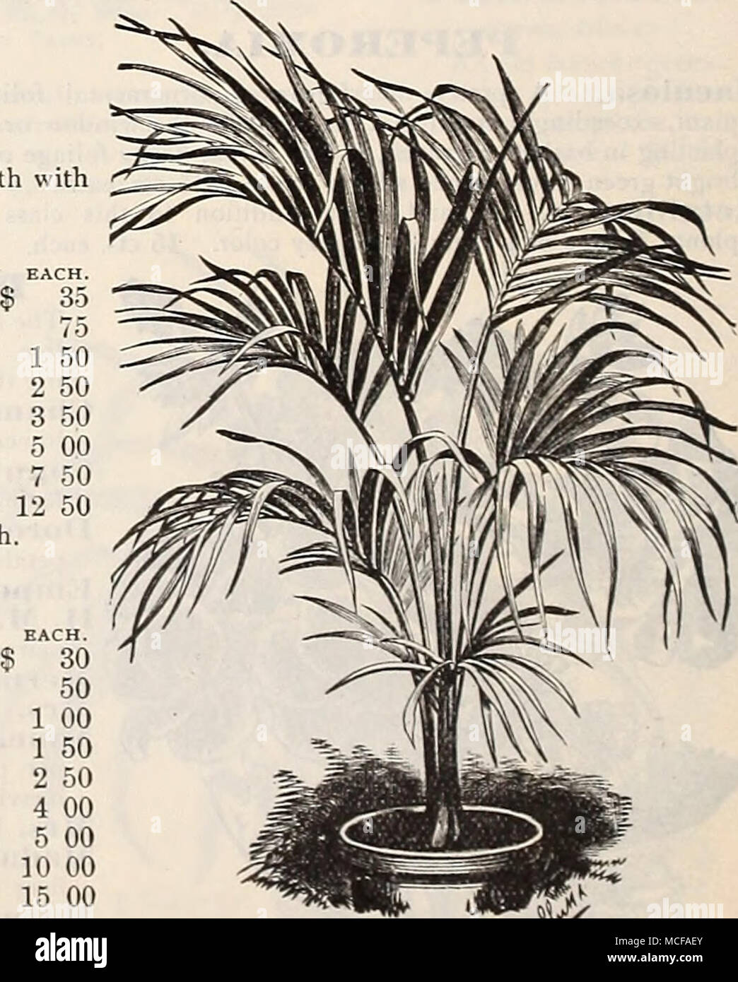 Kentia palm houseplant hi-res stock photography and images - Alamy