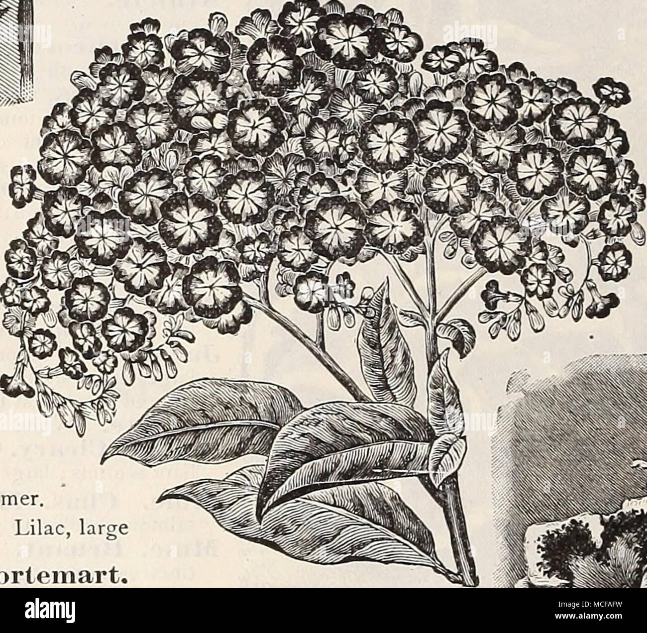 Heliotrope Plant Drawing