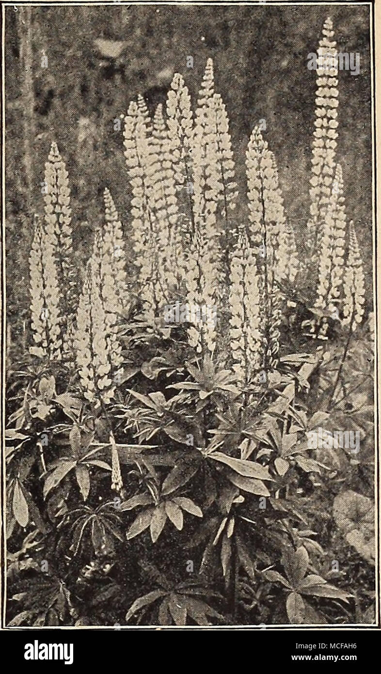 . LuPiNus Polyphyllus (Hardy Lupine) MATRICARIA 3121 Capensis Alba ...
