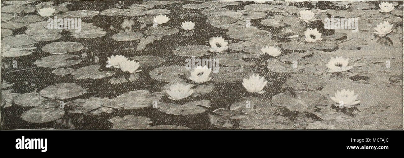 Doogue hi-res stock photography and images - Alamy