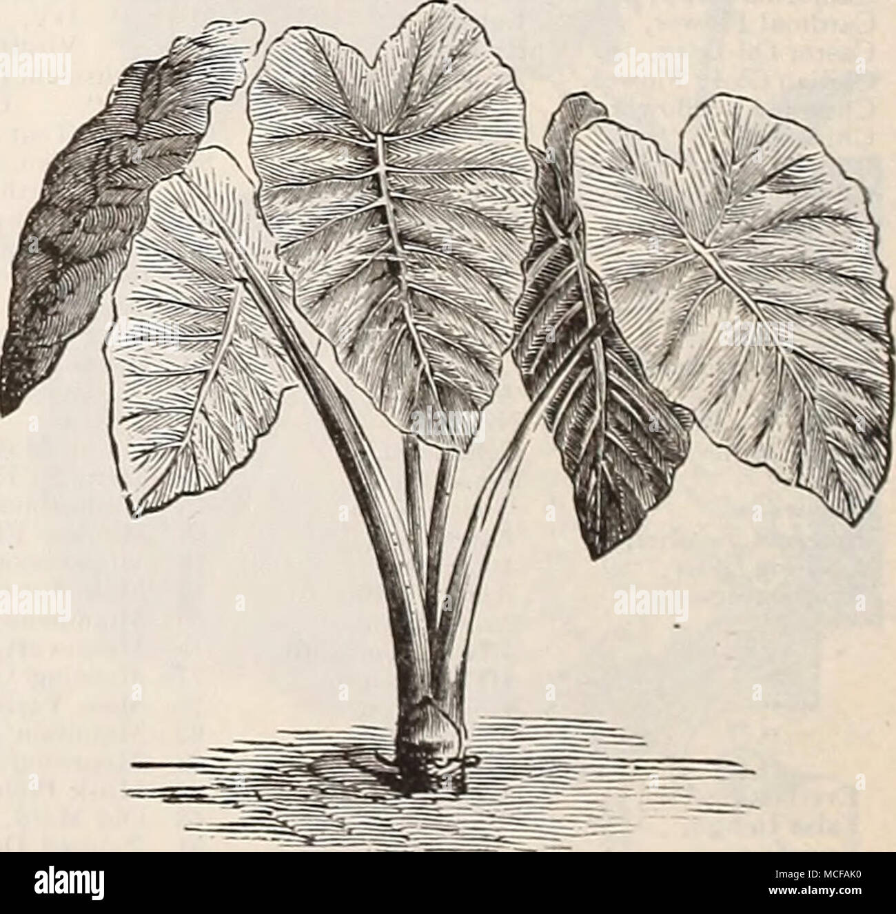 . Caladium Esculentum. â >â Stock Photo - Alamy