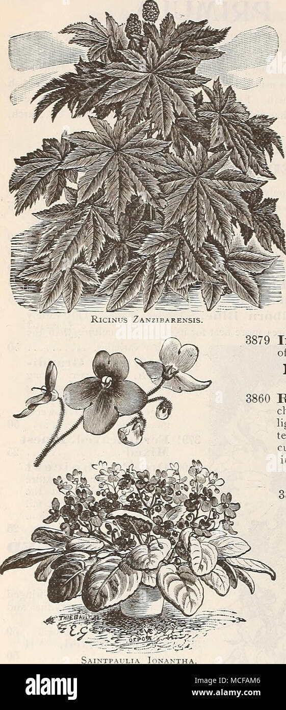 . RICINUS (Castor Oil Bean). Ornamental plants of slatel)- growth and ...