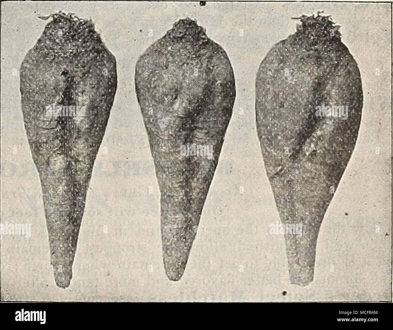 Klein wanzleben hi-res stock photography and images - Alamy