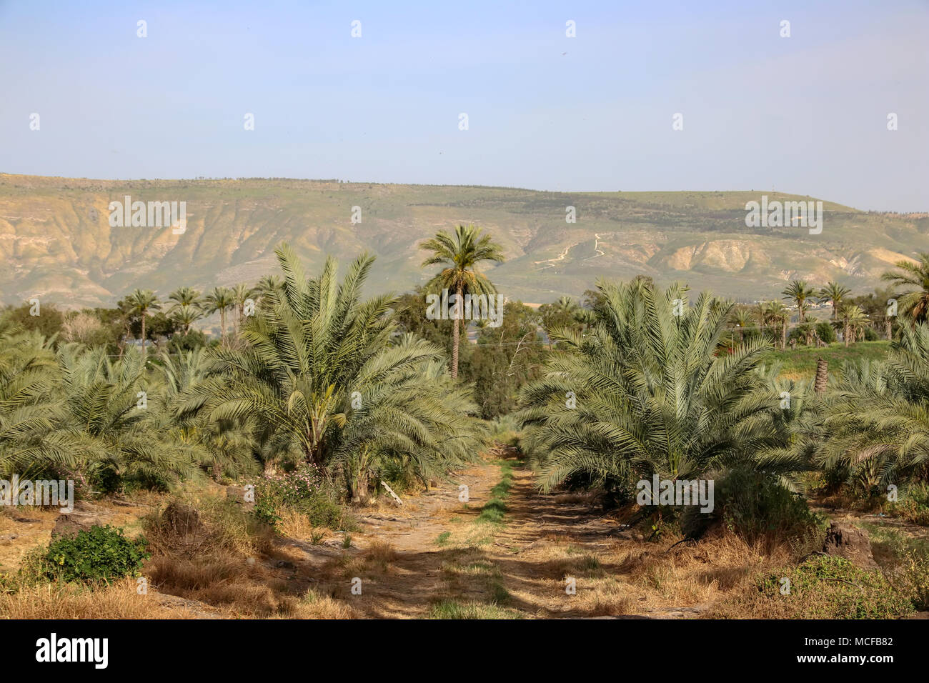 Date palm farm hi-res stock photography and images - Alamy