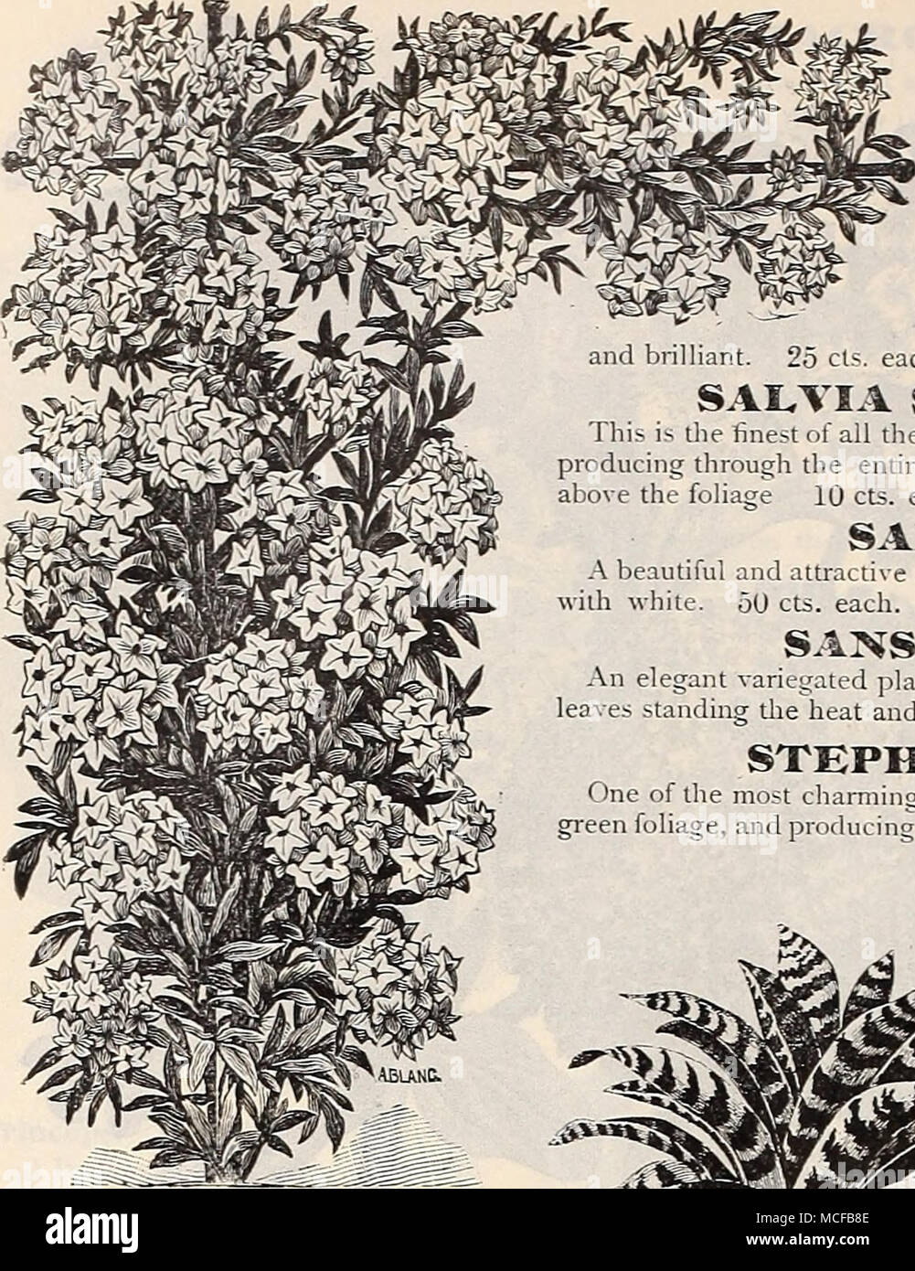 Plumbago Rosea High Resolution Stock Photography and Images - Alamy