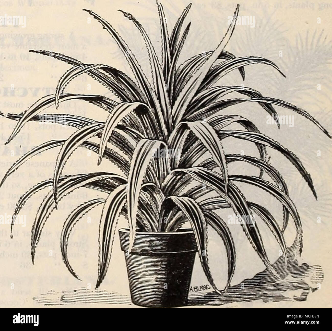 . Pandanis Veitchi Stock Photo - Alamy