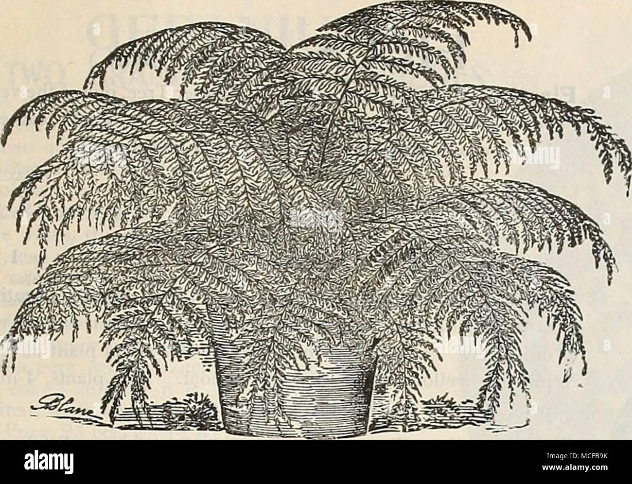 . MlCROLEPIA HIRTA CRISTATA. General Collection of Ferns -Continued ...
