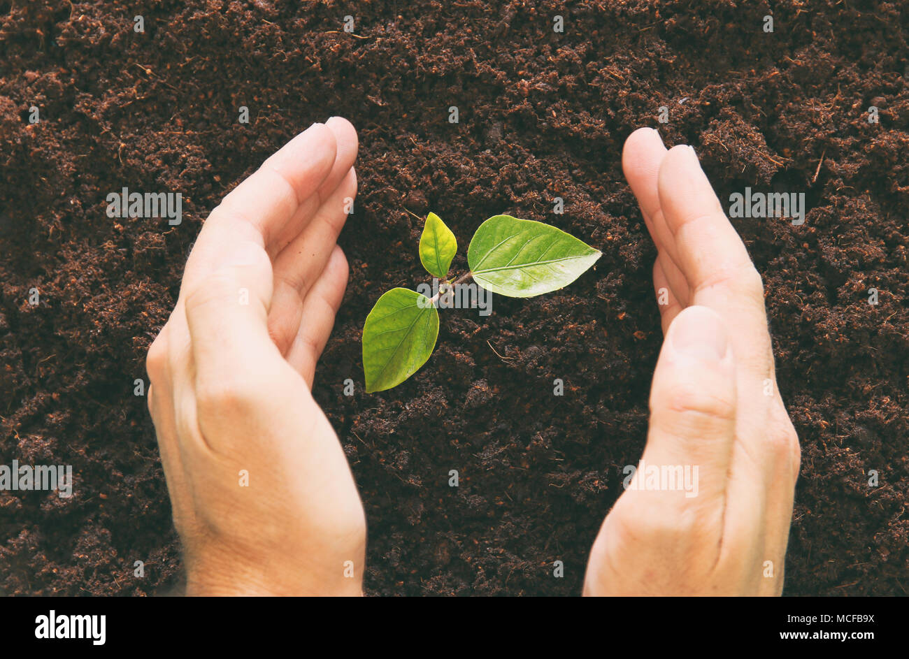 Top view of human hands are planting the young plant in the fresh ...