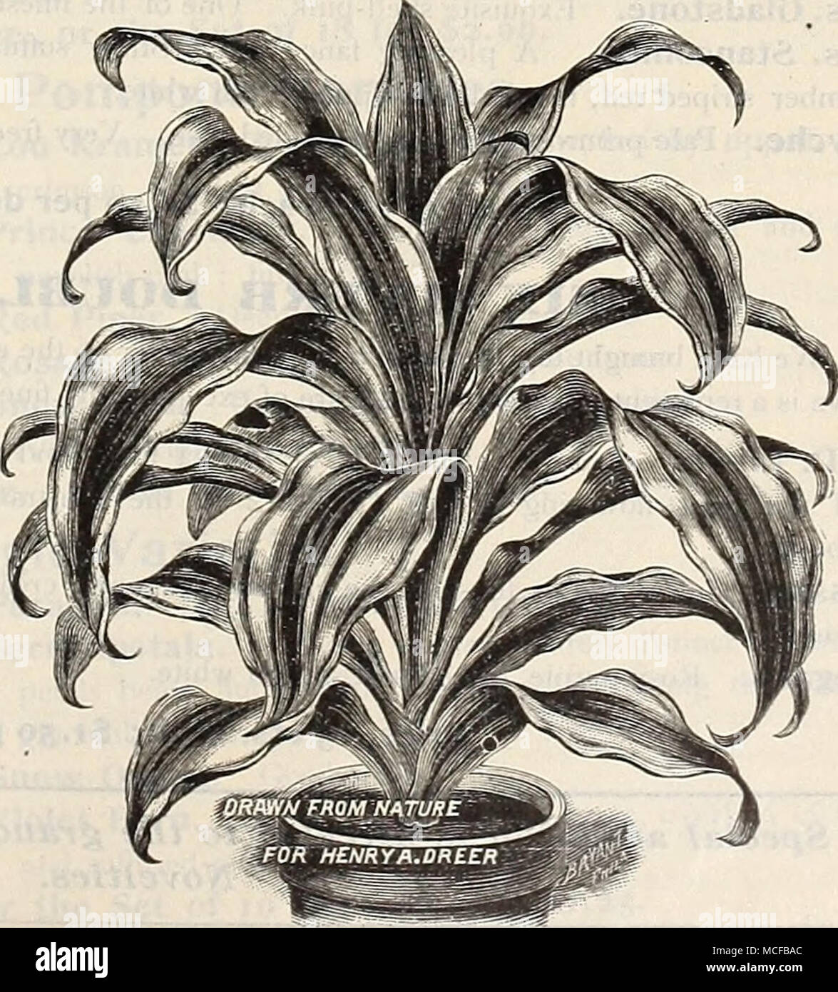 . Dracaena Lindeni Stock Photo - Alamy