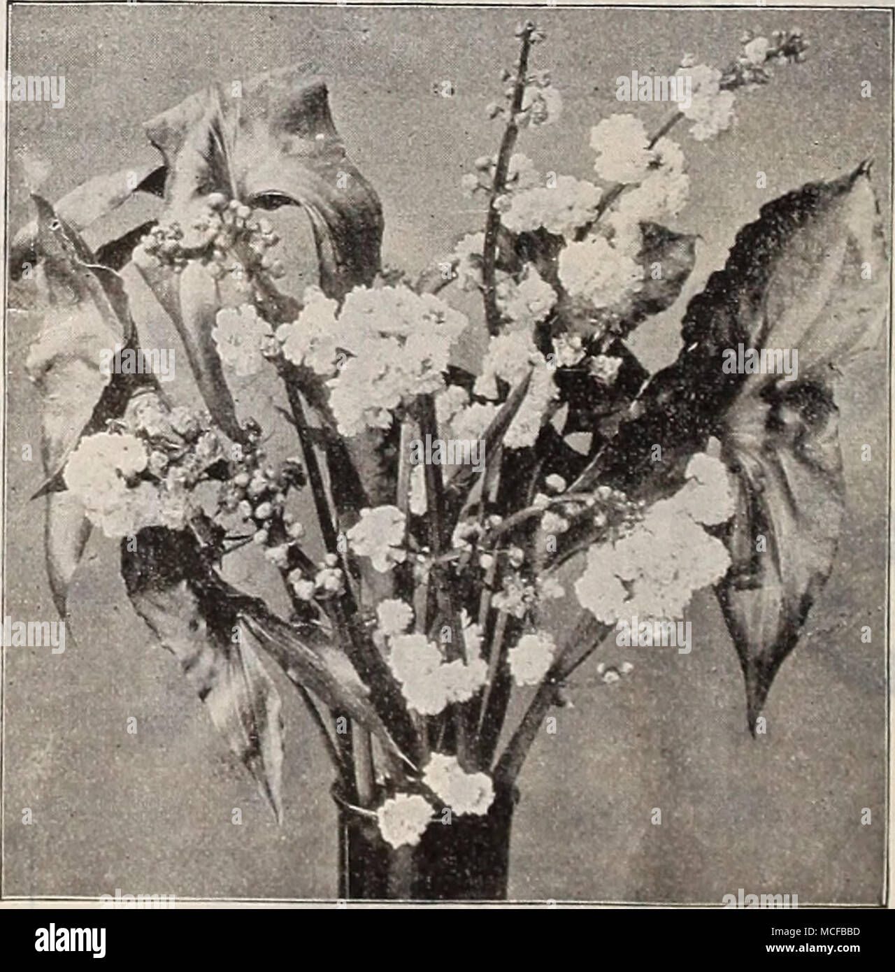 Sagittaria japonica hi-res stock photography and images - Alamy