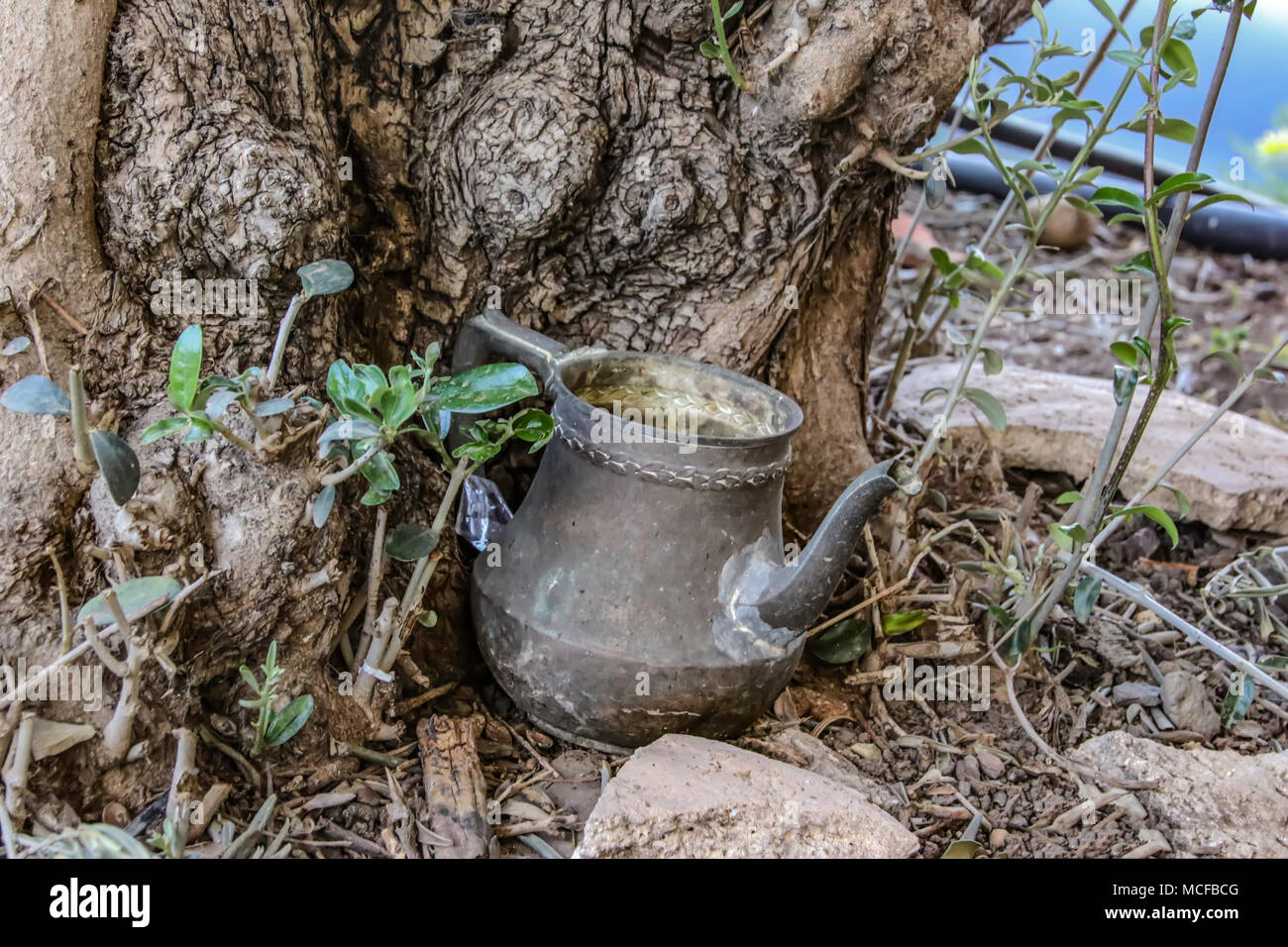 Old metal teapot near the olive tree Stock Photo - Alamy