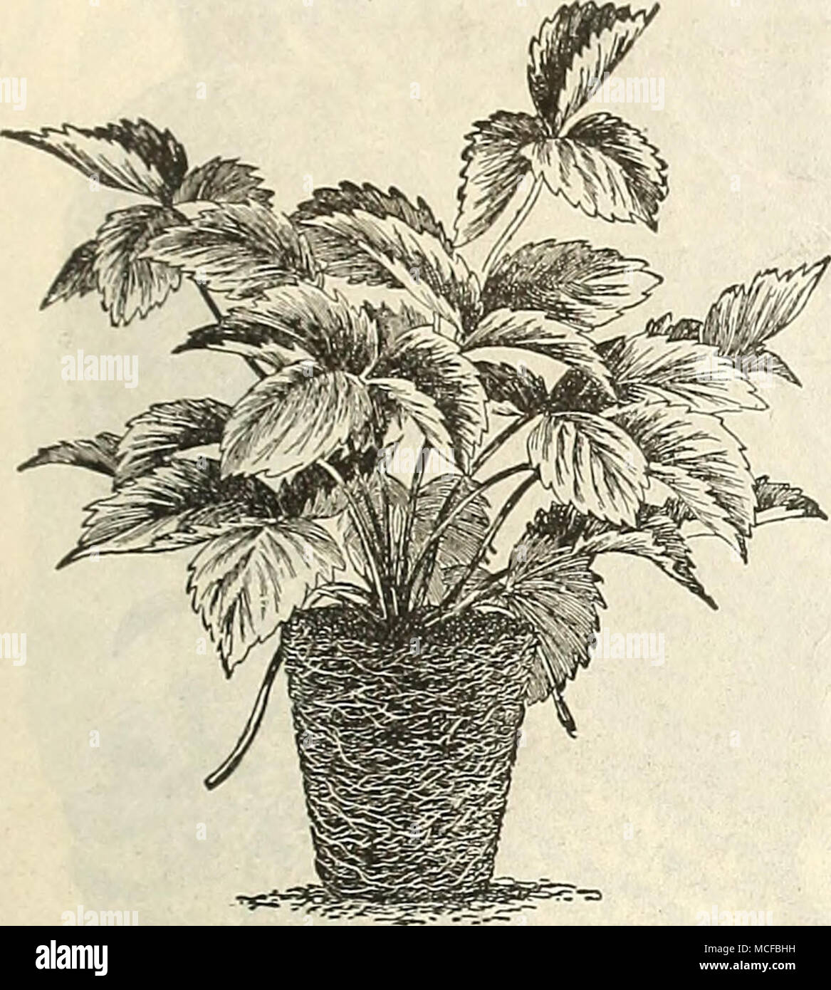 Strawberry pot feet hi-res stock photography and images - Alamy